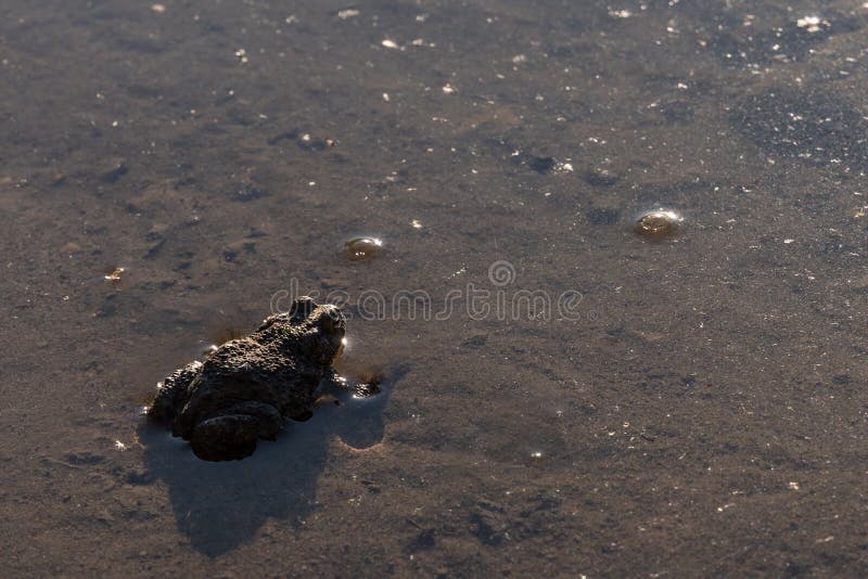 Toad sits on the sand stock image. Image of amphibian - 250413791