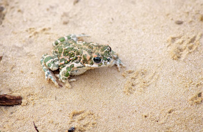 Toad in sand stock image. Image of dirty, calm, eyes - 12360545