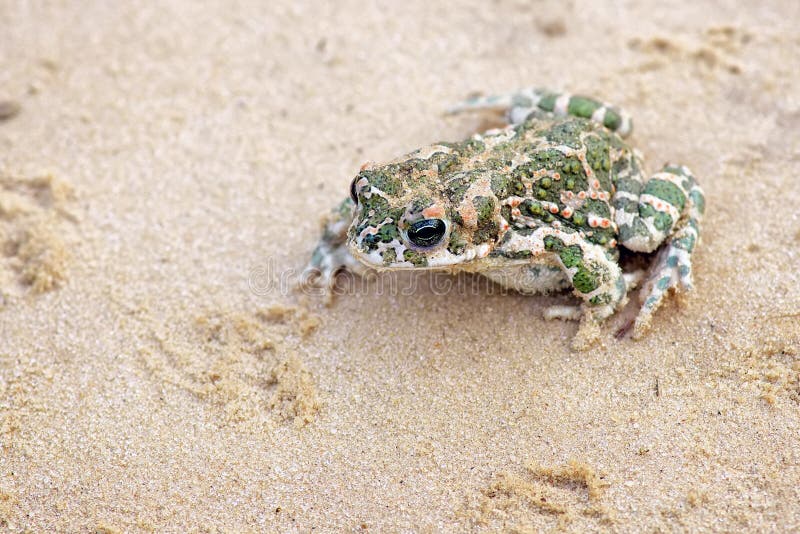 Toad Sits on a sand stock photo. Image of orange, european - 97146248