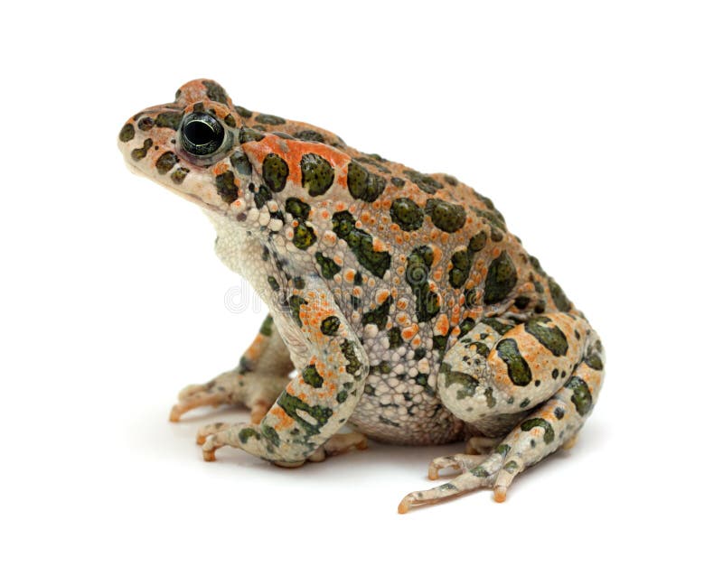 Toad sitting stock image. Image of biology, macro, large - 20639777
