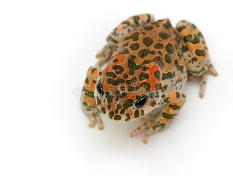 Toad sitting stock image. Image of biology, macro, large - 20639777