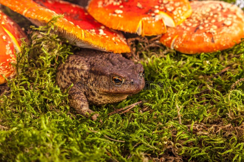 Toad Sitting On Yellow Flower Stock Photo - Image of nature, garden ...