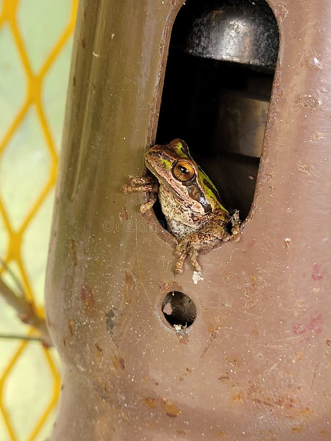A Toad Sitting on a Brown Gas Cylinder Inside the Cap Poking it S Head ...