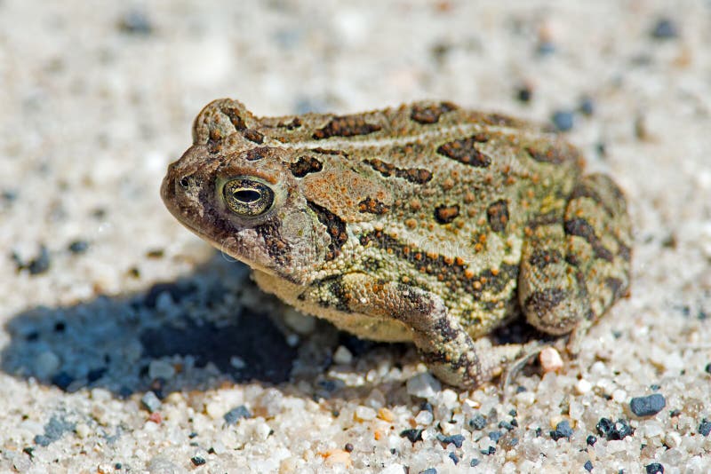 Toad stock image. Image of slimy, bull, toad, road, frog - 41138387