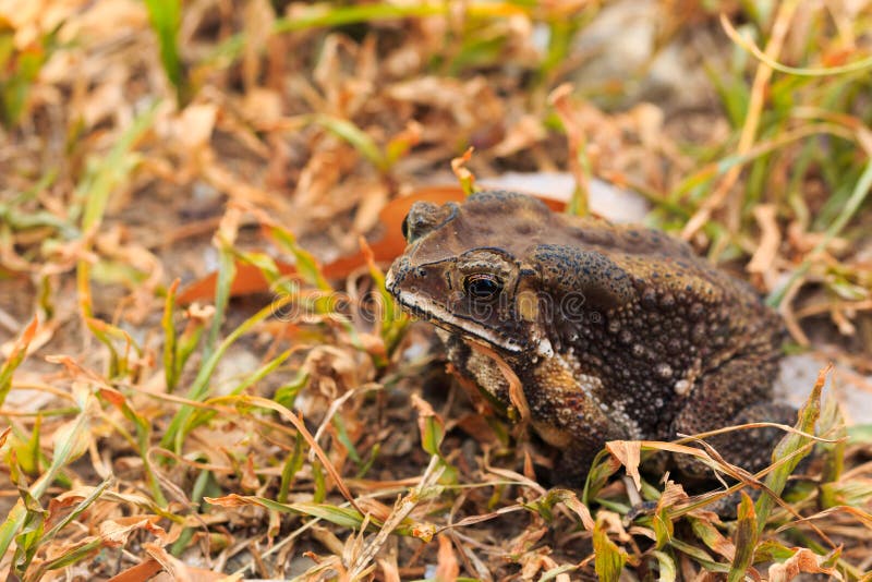 Toad stock photo. Image of outdoor, looking, animal, amphibian - 40201460
