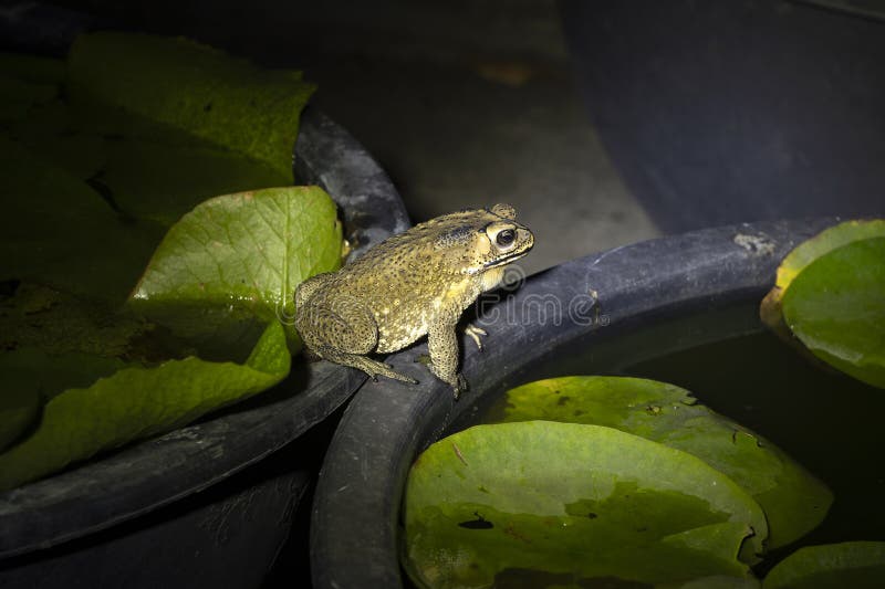 Toad Sitting on the Edge of the Basin at Night Stock Image - Image of ...