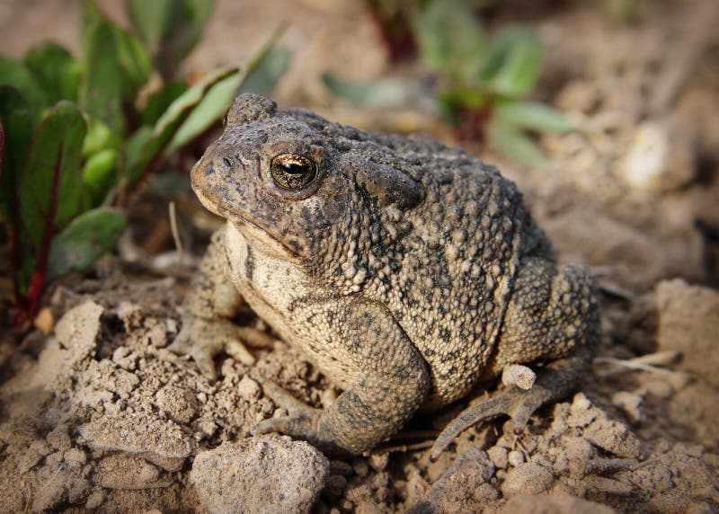 Toad sitting in garden stock photo. Image of closeup - 212935170