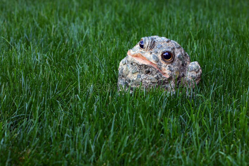 Toad Sitting in Grass stock image. Image of gnome, grass - 11137159