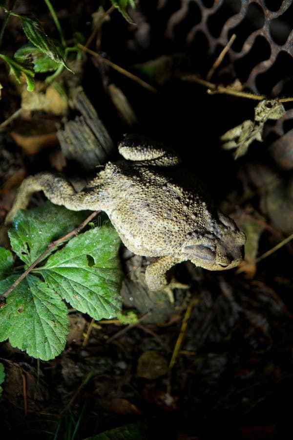 The Toad is Sitting in the Grass. the Study of Amphibian Animals Stock ...