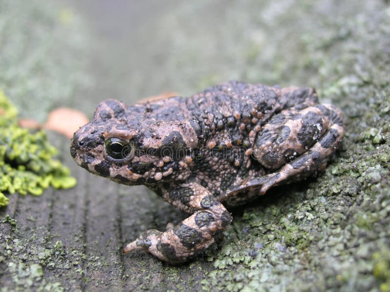 Toad Sitting on Lichen and Moss. Stock Image - Image of toad, macro ...