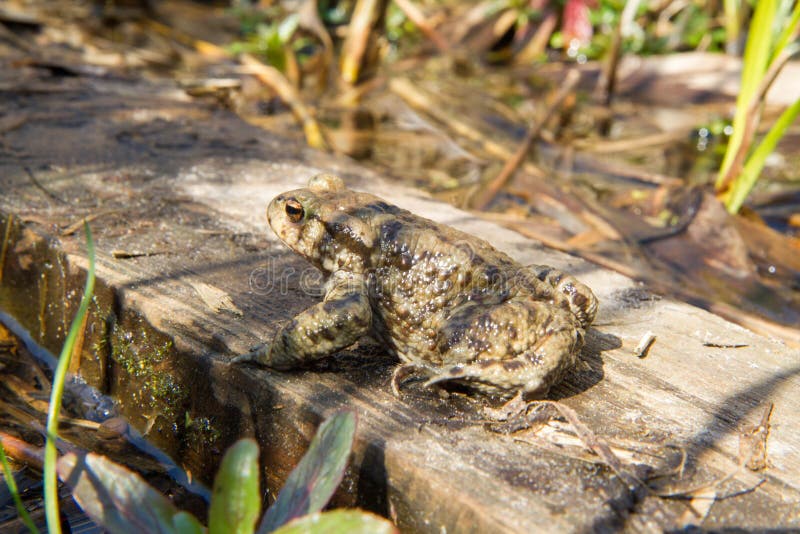 Toad stock image. Image of reptile, nature, hold, sitting - 90062037