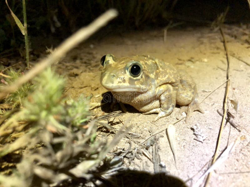 Toad Sitting on a Road at Night Time Stock Photo - Image of frog ...