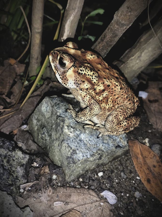 TOAD SITTING on a ROCK stock photo. Image of forelegs - 231448124