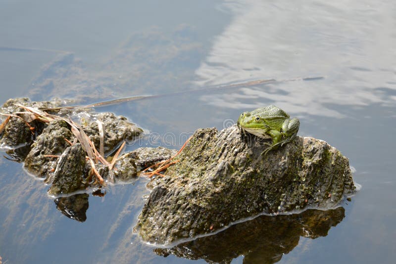 Toad Sitting on the Floor. it is a Tailless Amphibian with a Short ...
