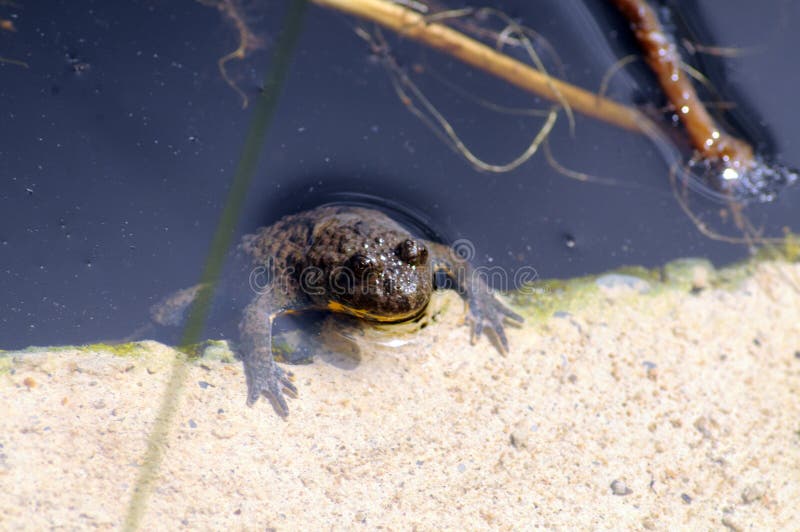 Toad sitting on a stone stock image. Image of transformation - 213700337