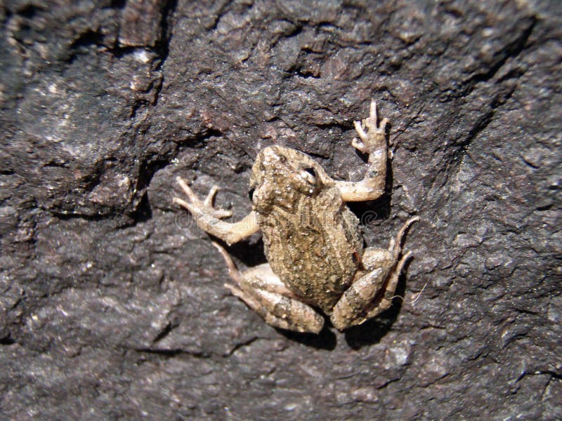 Toad sitting on a stone stock image. Image of toads - 213700349