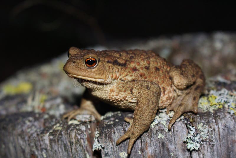 Toad on stump stock photo. Image of webbed, amphibian - 16615312