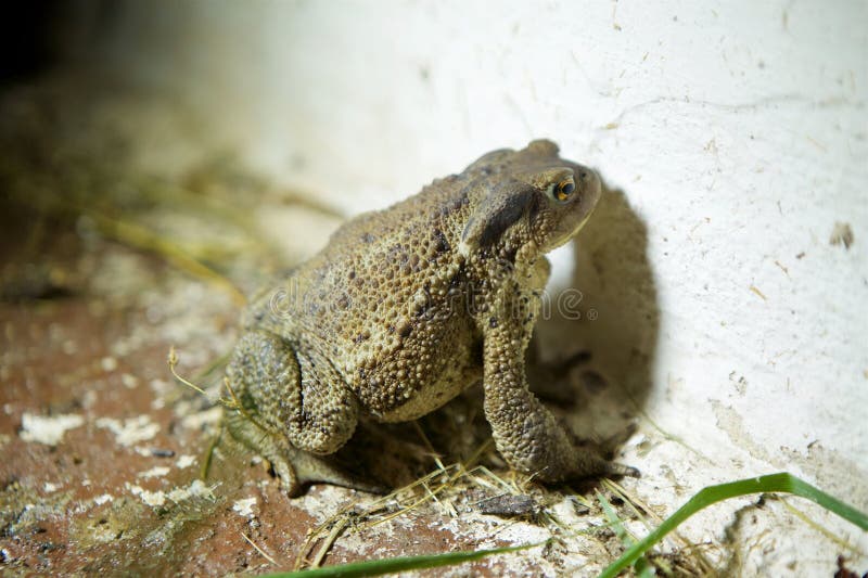The Toad is Sitting on the Surface. the Study of Amphibian Animals ...