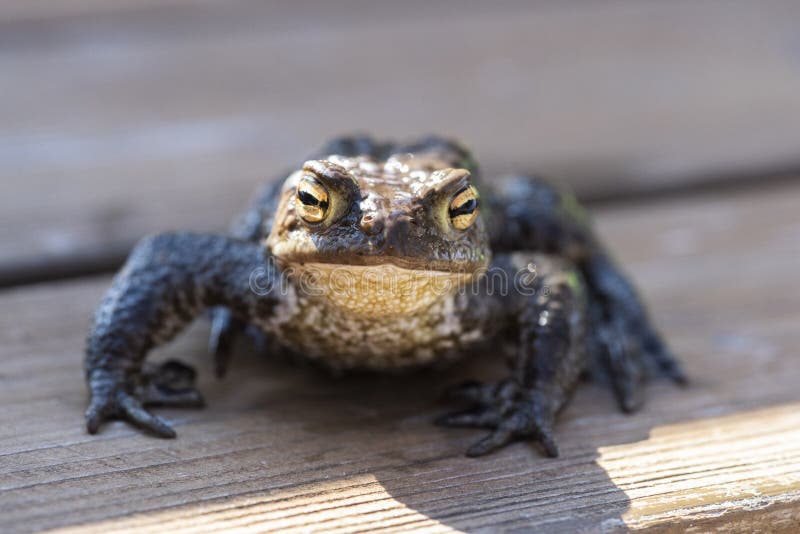 The Toad is Sitting on a Wooden Board Looking at the Camera Stock Photo ...