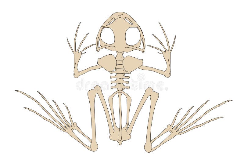 Frog Skeleton Clipart