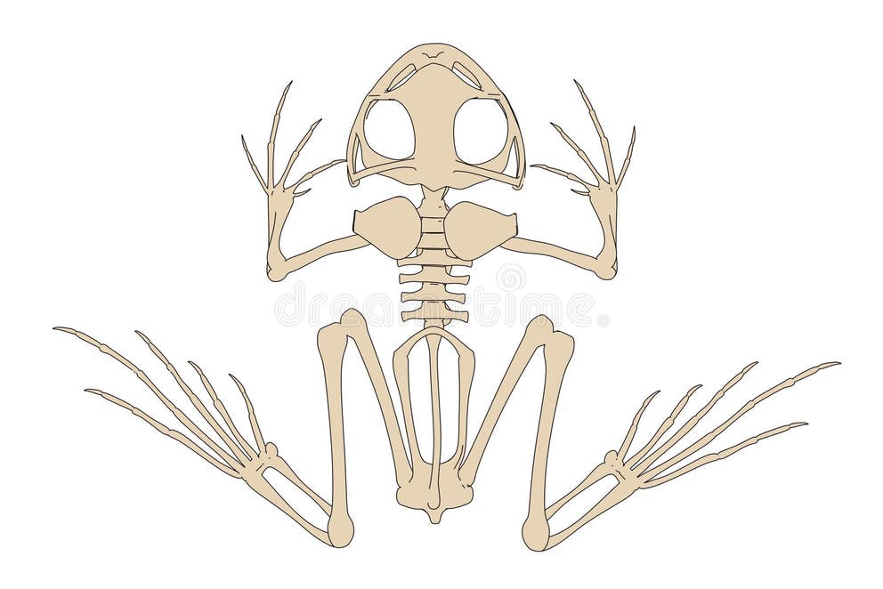 Toad skeleton stock illustration. Illustration of spine - 82058753