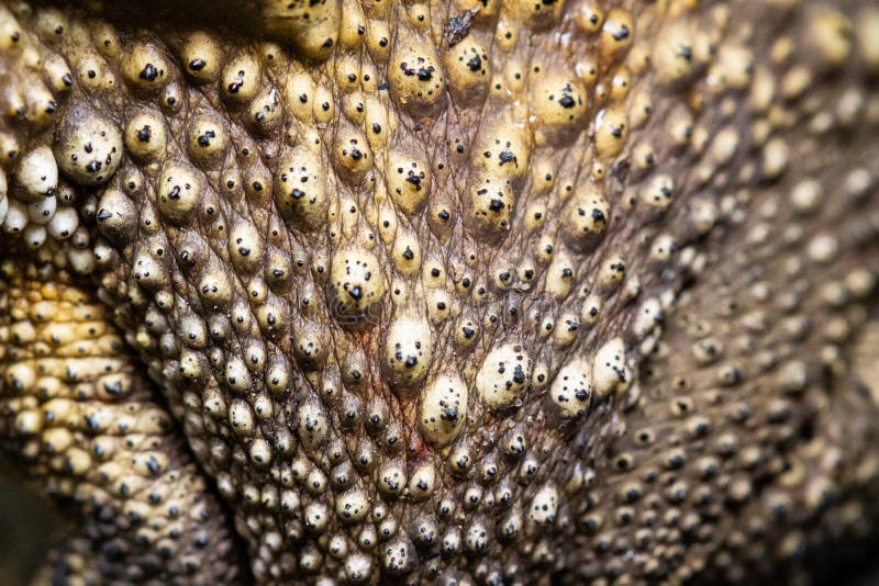 430 Animal Toad Skin Texture Stock Photos - Free & Royalty-Free Stock ...