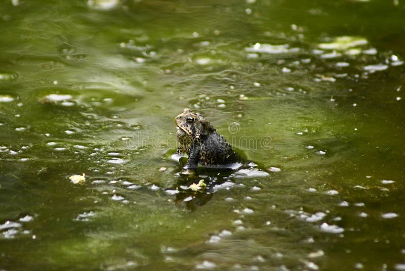 Toad in slime stock image. Image of nature, pond, green - 2428863