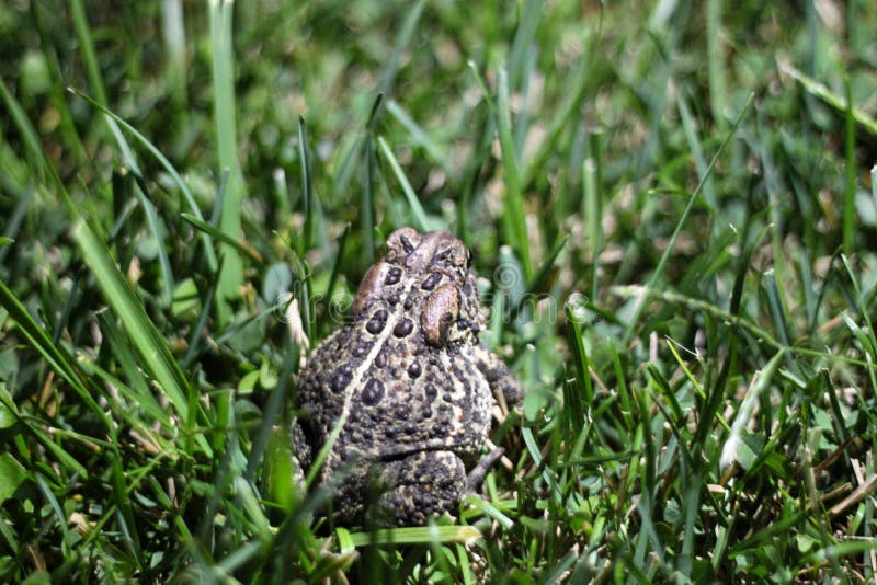 Toad small multicolor 3242 stock image. Image of fresh - 160472707