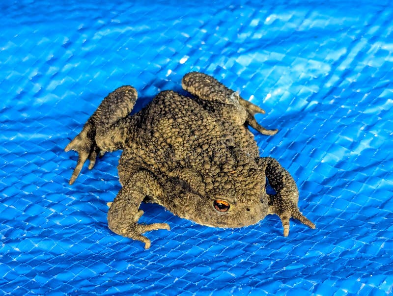 Toads Very Common Small Animal United Kingdom Around World Stock Photos ...