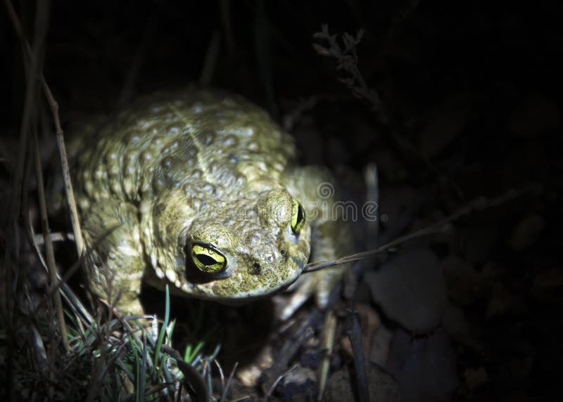 Toad with spectacular eyes stock photo. Image of green - 178780586