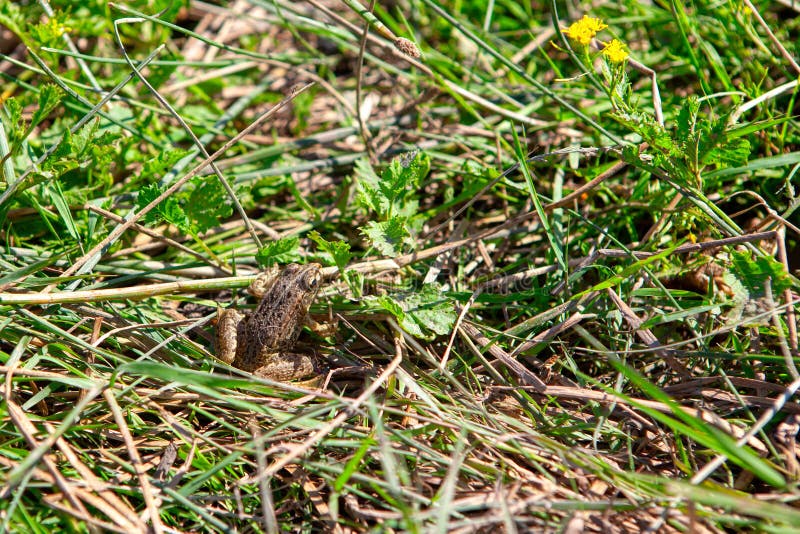 Toad Standing in Green Grass Stock Photo - Image of animal, garden ...