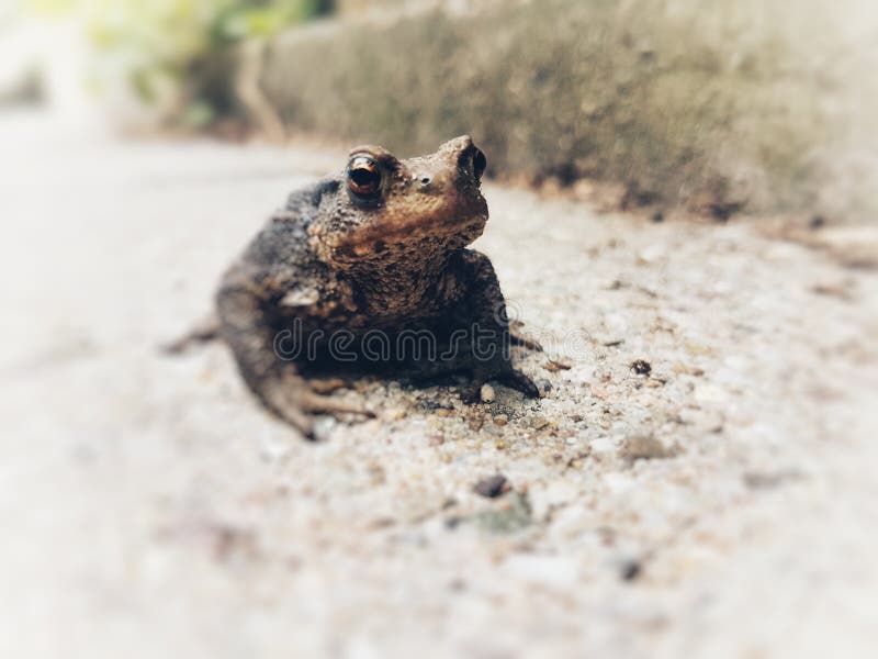 341 Toad Standing Photos - Free & Royalty-Free Stock Photos from Dreamstime