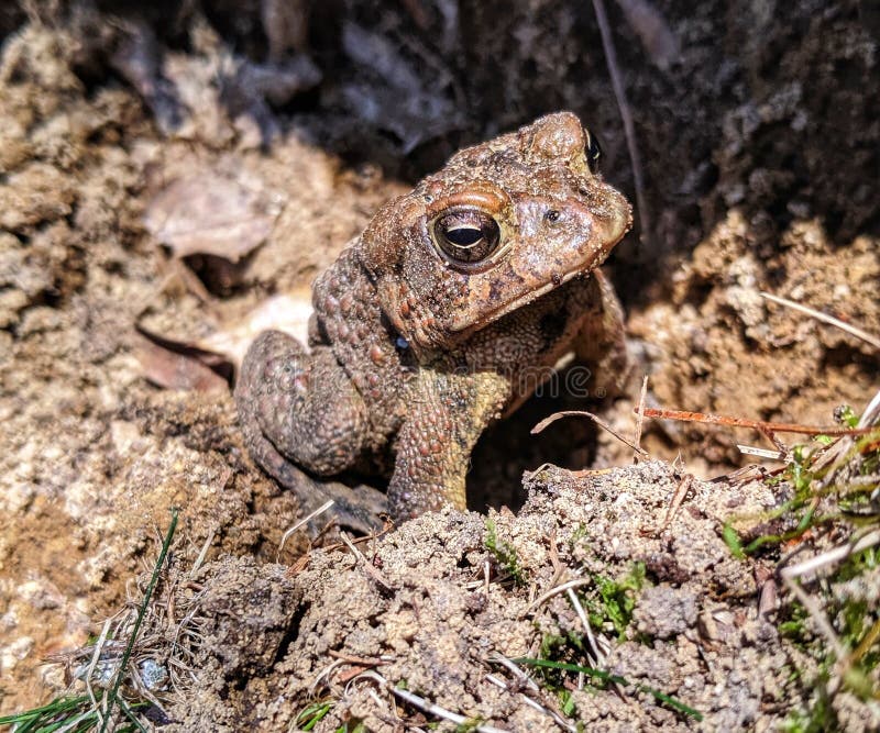 Toad Staredown in Dirt Garden Stock Image - Image of sitting, nose ...