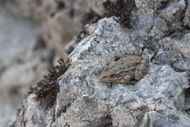 Toad on a stone. stock photo. Image of common, desert - 78557614
