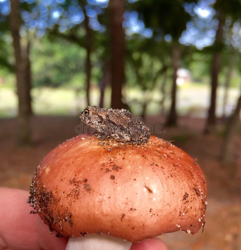 Toad Stool stock image. Image of eyes, wildlife, baby - 72751853