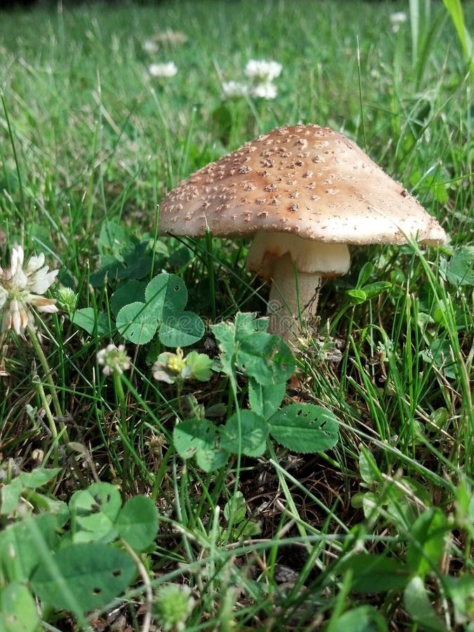 Toad stool stock photo. Image of lawn, growing, nature - 42587564