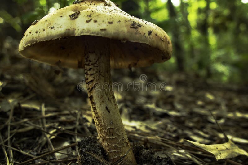 Toad Stool stock image. Image of organic, moss, autumn - 57395779