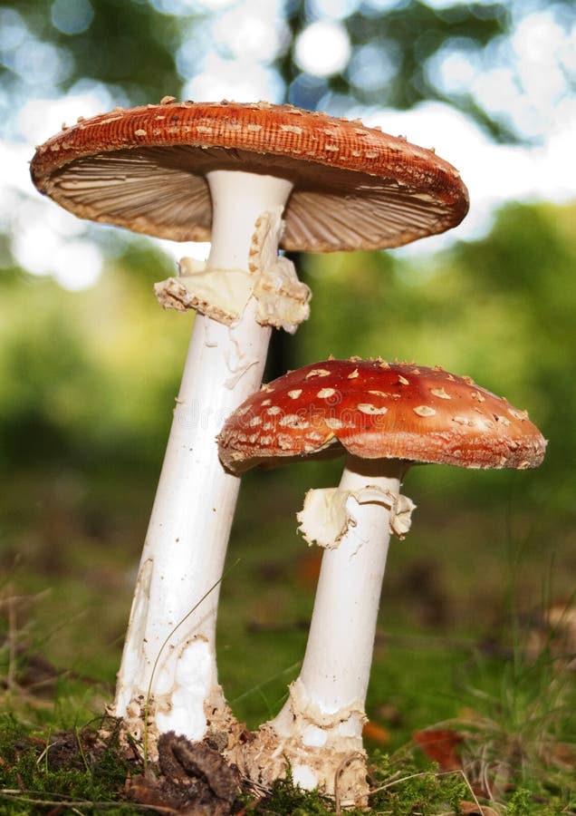 Toad stools stock image. Image of fungus, autumn, white - 12236921