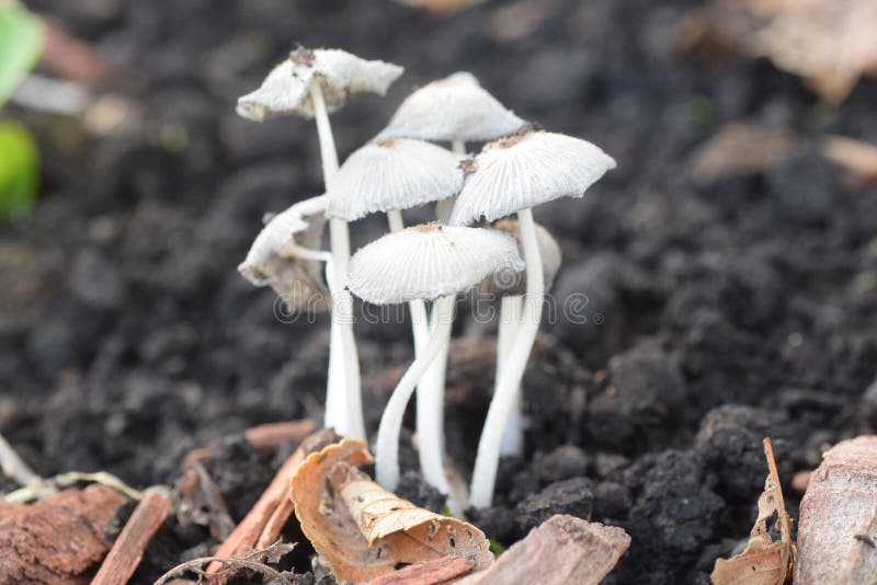 Toad stools stock image. Image of vegetable, black, stool - 97560973