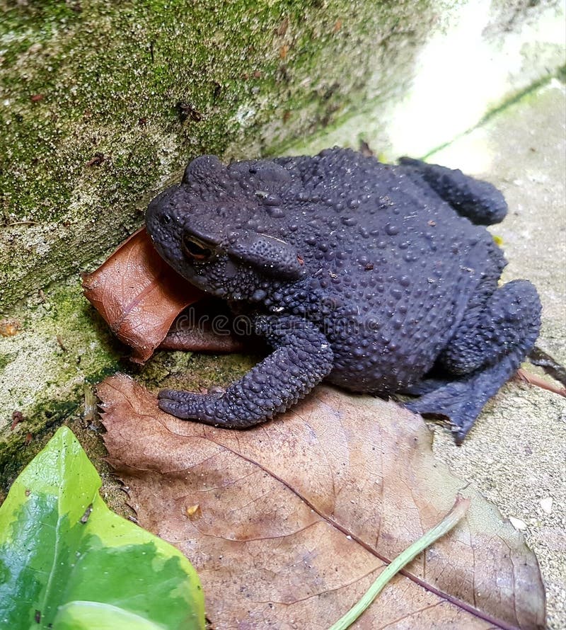 Toad in the sun stock photo. Image of turtle, snake - 189670226