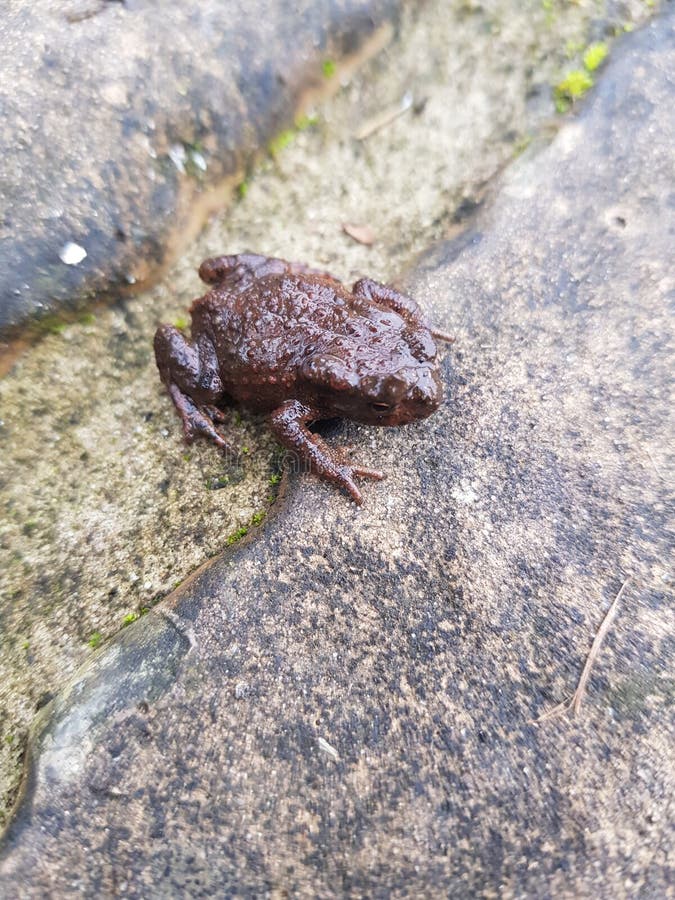 Toad in sun stock photo. Image of rock, food, invertebrate - 189669850