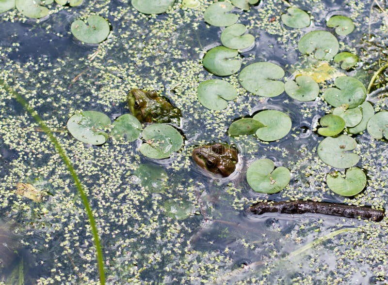 Toad in the swamp stock photo. Image of lake, animal - 144204258