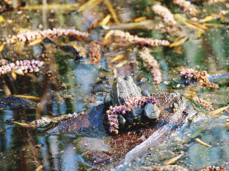 Toad swimming in a pond stock photo. Image of wood, piece - 178889568