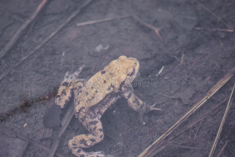 Toad Swimming Under Water in Pond at Spring Stock Photo - Image of ...