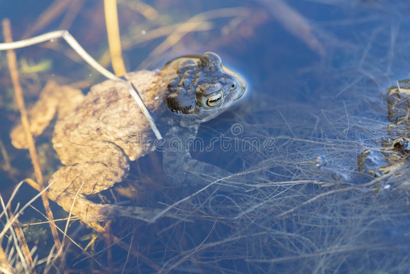A toad swims in the water stock photo. Image of brown - 373025584