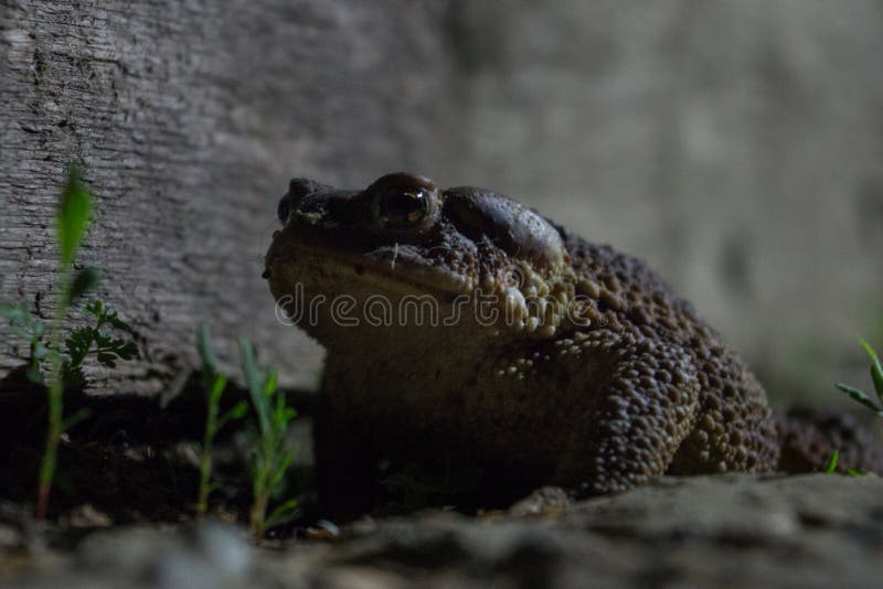 A toad. stock image. Image of lacertian, night, anuran - 83294643
