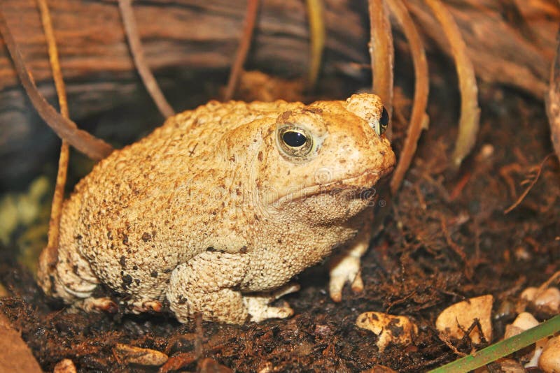 Big fat toad stock image. Image of close, common, side - 25798905