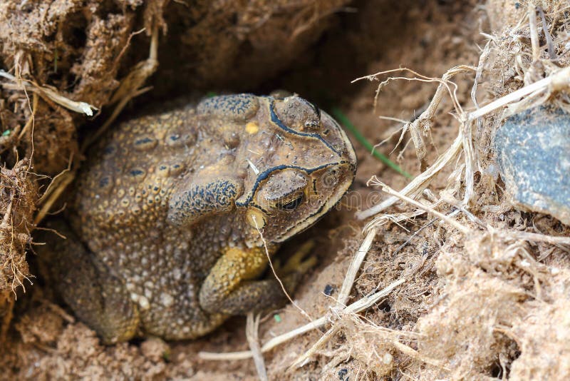 Toad in Thailand stock photo. Image of neotropical, nature - 63576360