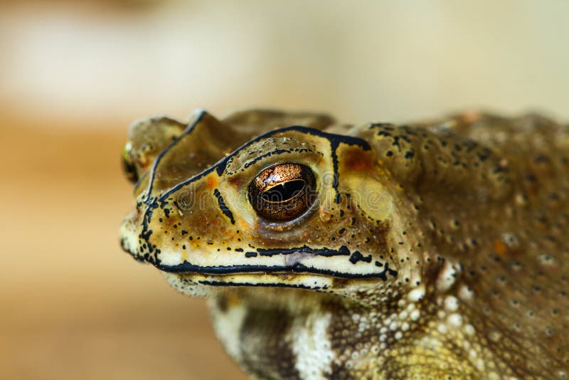 Toad in Thailand stock photo. Image of neotropical, nature - 63576360
