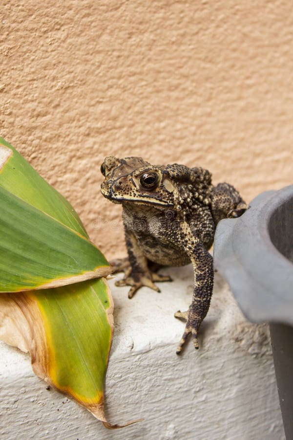 Toad. stock image. Image of poisonous, amphibious, environment - 46744377